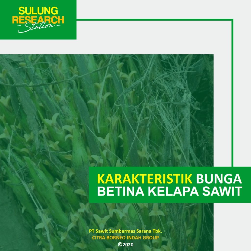 KARAKTERISTIK BUNGA BETINA KELAPA SAWIT - Sulung Research Station