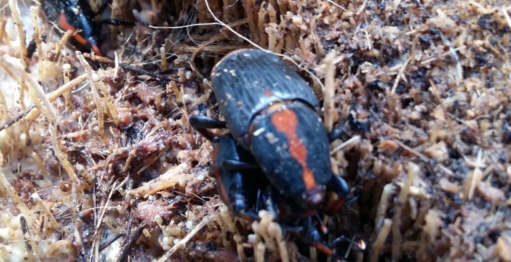 Serupa Dengan Serangga Penyerbuk, Ternyata Kumbang Ini Hama di ...