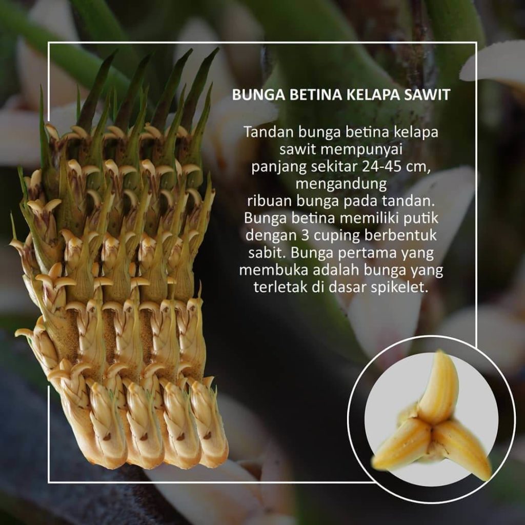 Bunga Kelapa Sawit - Sulung Research Station
