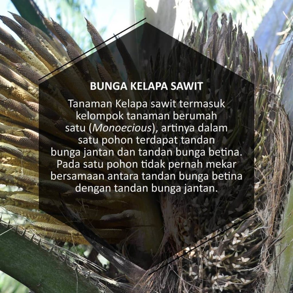 Pengetahuan Umum | Bunga Kelapa Sawit - Sulung Research Station