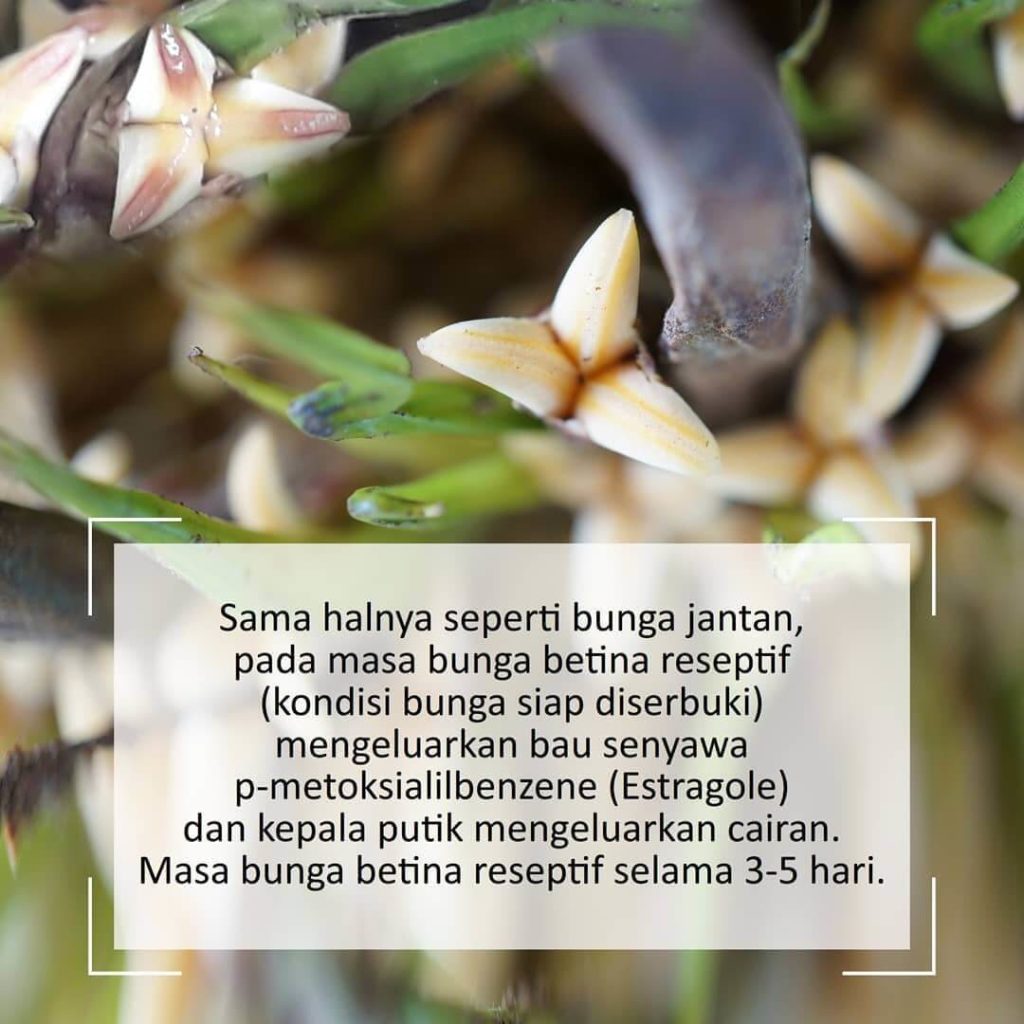 Bunga Kelapa Sawit - Sulung Research Station