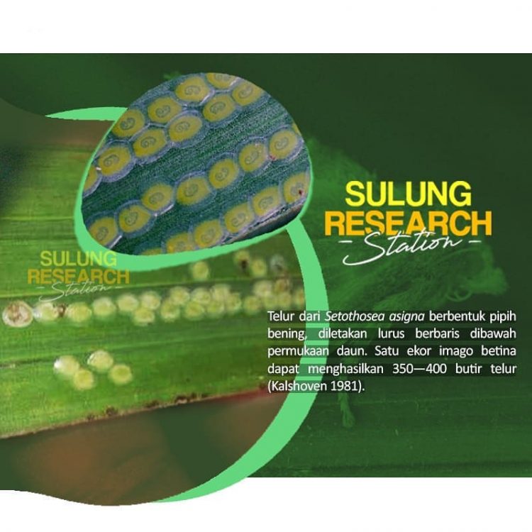 HAMA ULAT API (SETOTHOSEA ASIGNA) - Sulung Research Station