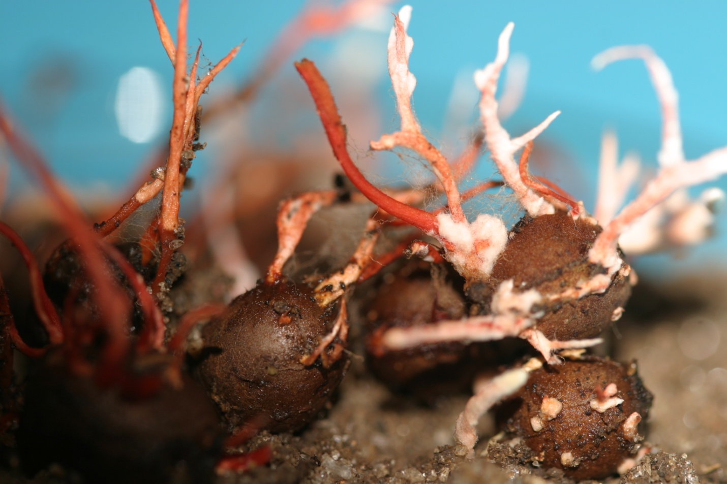 Memanfaatkan Jamur Cordyceps Sebagai Pengendali Hama Ulat Api - Sulung ...