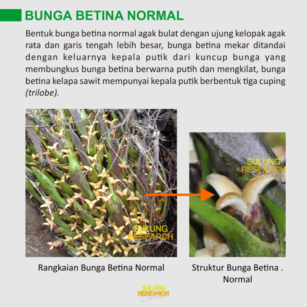 KARAKTERISTIK BUNGA BETINA KELAPA SAWIT - Sulung Research Station