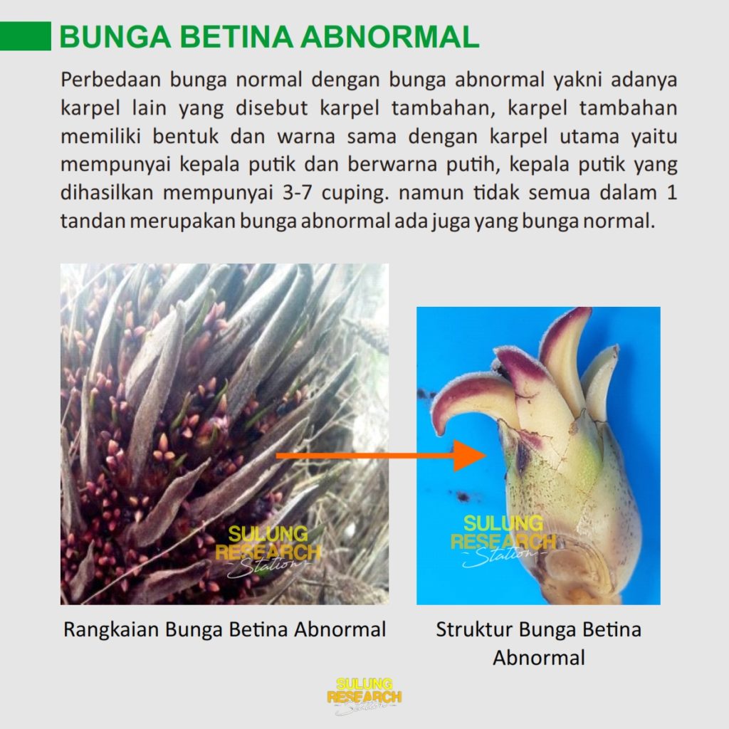 KARAKTERISTIK BUNGA BETINA KELAPA SAWIT - Sulung Research Station