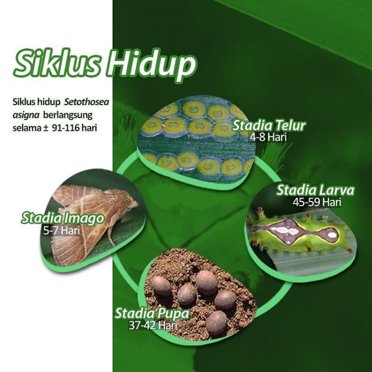 HAMA ULAT API (SETOTHOSEA ASIGNA) - Sulung Research Station