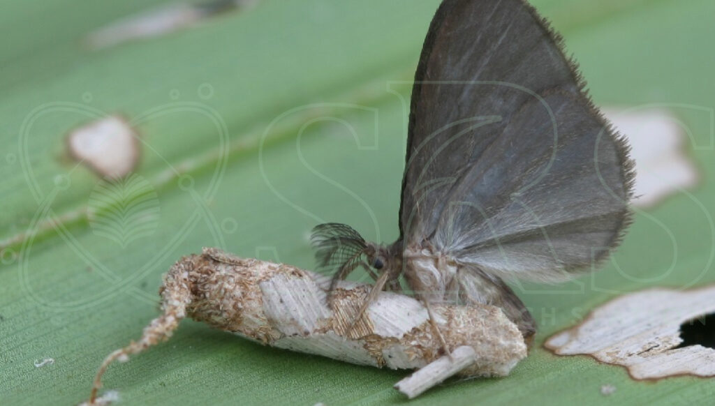 Mengenal Berbagai Jenis Ulat Kantung dan Ulat Bulu di Areal Lahan ...