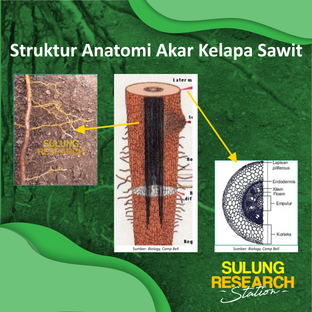 JARINGAN PENYUSUN AKAR KELAPA SAWIT - Sulung Research Station