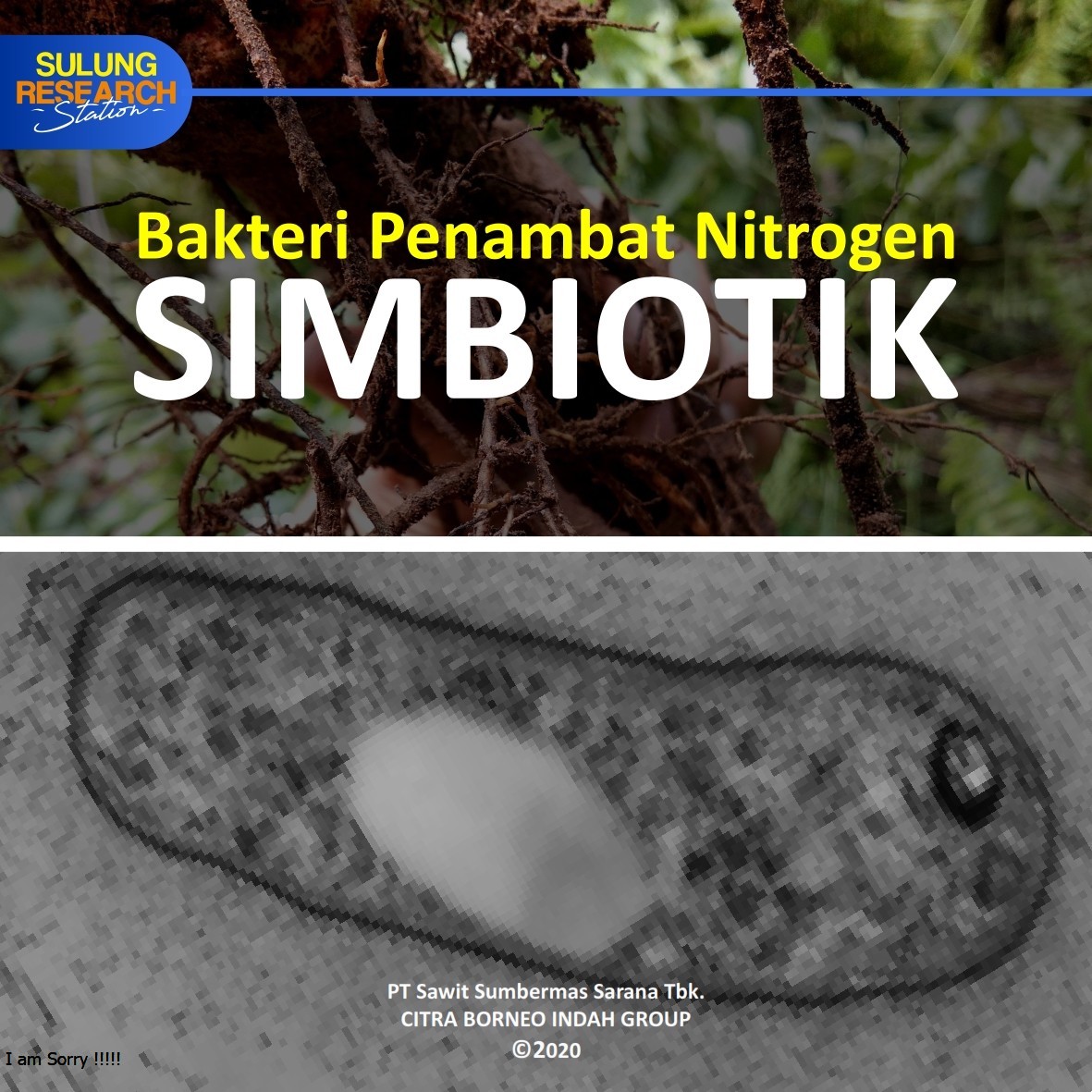 Bakteri Penambat Nitrogen SIMBIOTIK - Sulung Research Station