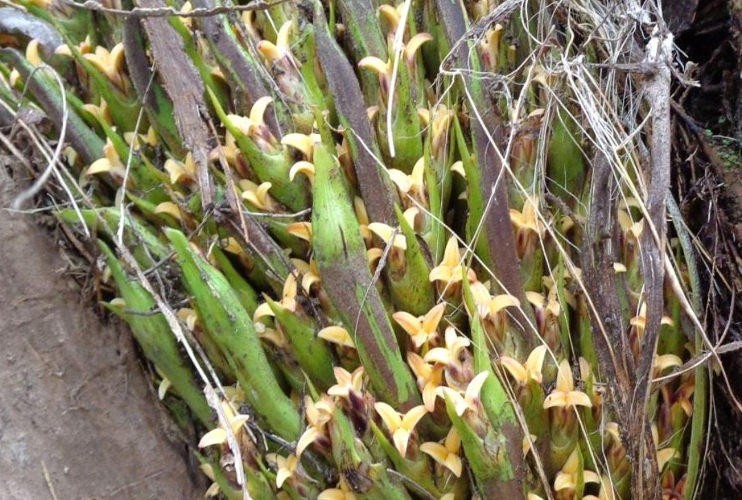 Penyerbukan Bunga Kelapa Sawit - Sulung Research Station