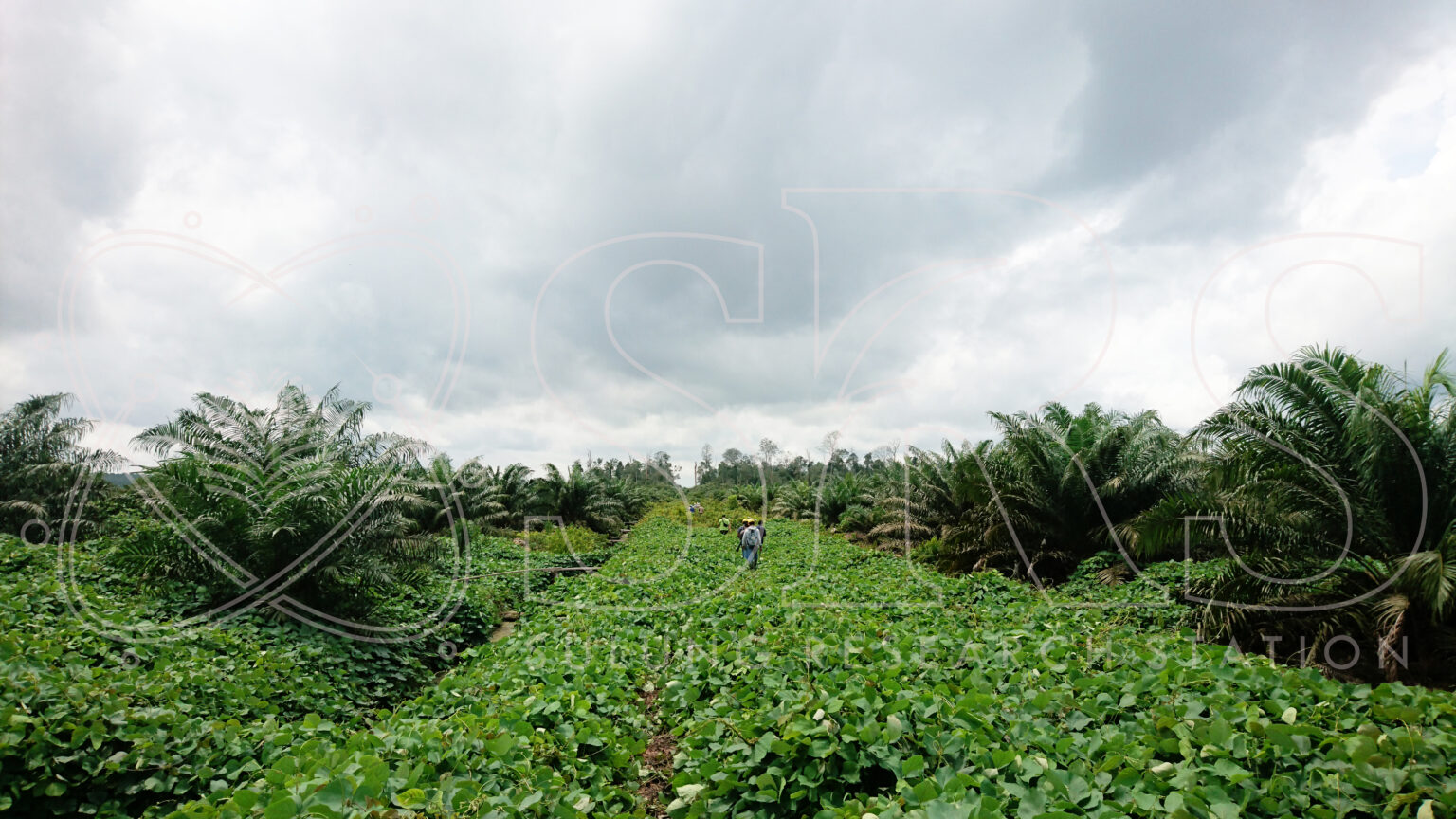 Ragam Jenis Legume Cover Crop pada Perkebunan Kelapa Sawit - Sulung ...