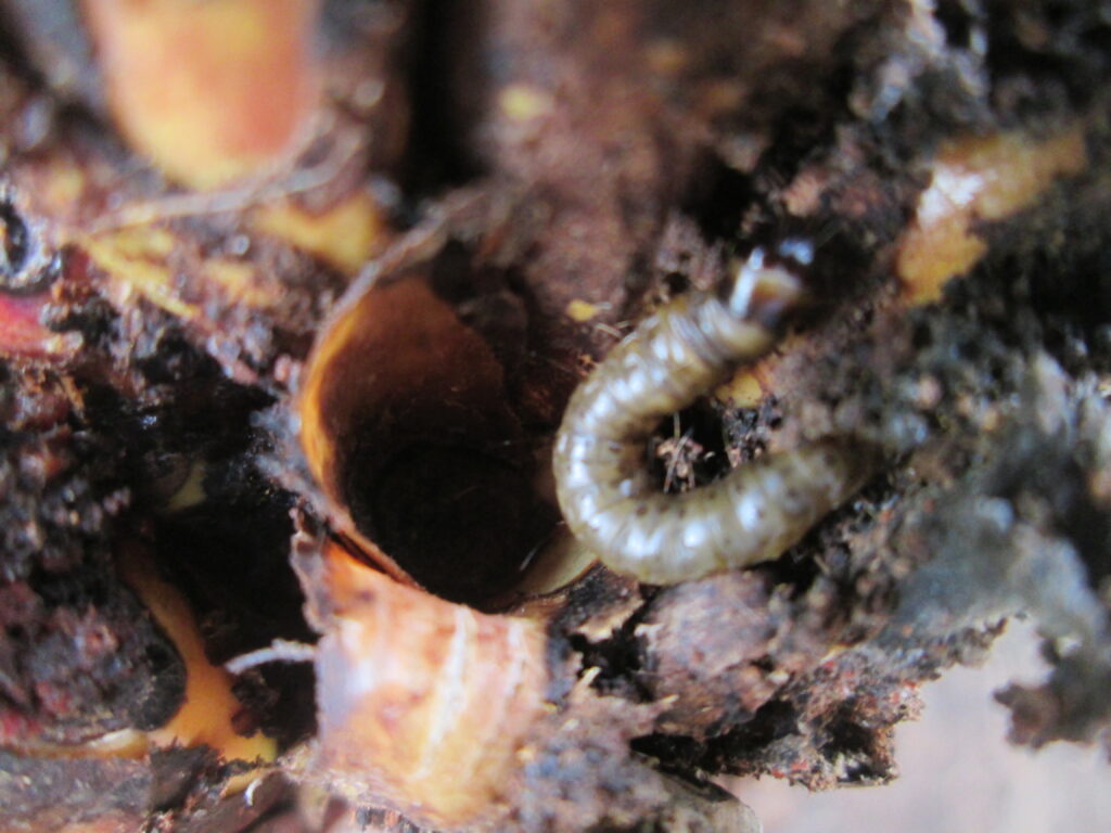 Waspada Serangan Hama Penggerek Buah Tirathaba mundella - Sulung ...