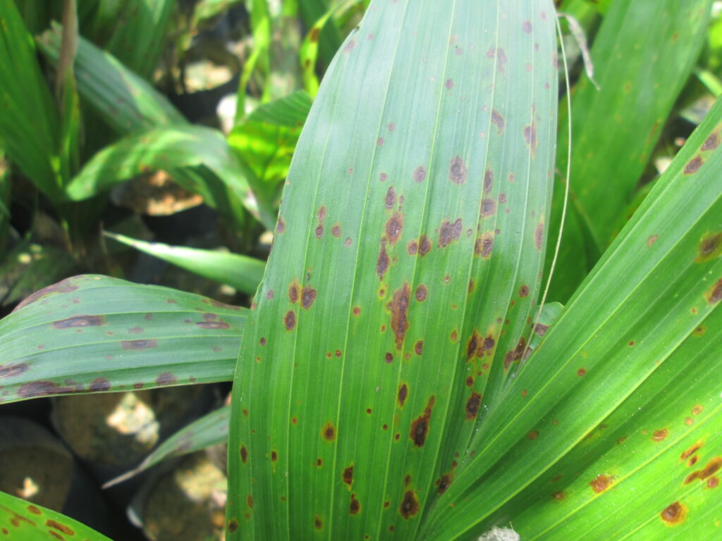 Pengendalian Penyakit Bercak Daun Pada Fase Nursery Tanaman Kelapa ...