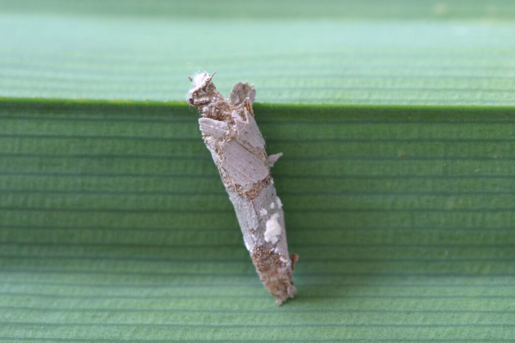 Hama Ulat Kantung, Salah Satu Hama Utama di Perkebunan Kelapa Sawit ...