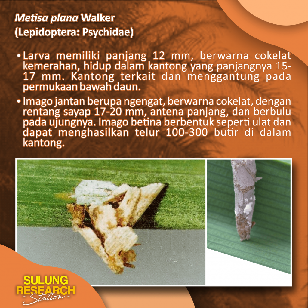 MENGENAL METISA PLANA SI ULAT KANTONG - Sulung Research Station