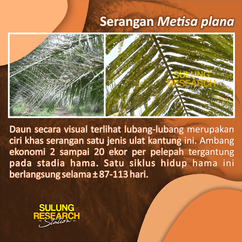 MENGENAL METISA PLANA SI ULAT KANTONG - Sulung Research Station