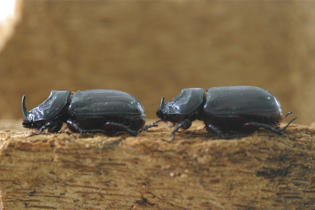 Pengendalian Hama Oryctes rhinoceros di Perkebunan Kelapa Sawit ...