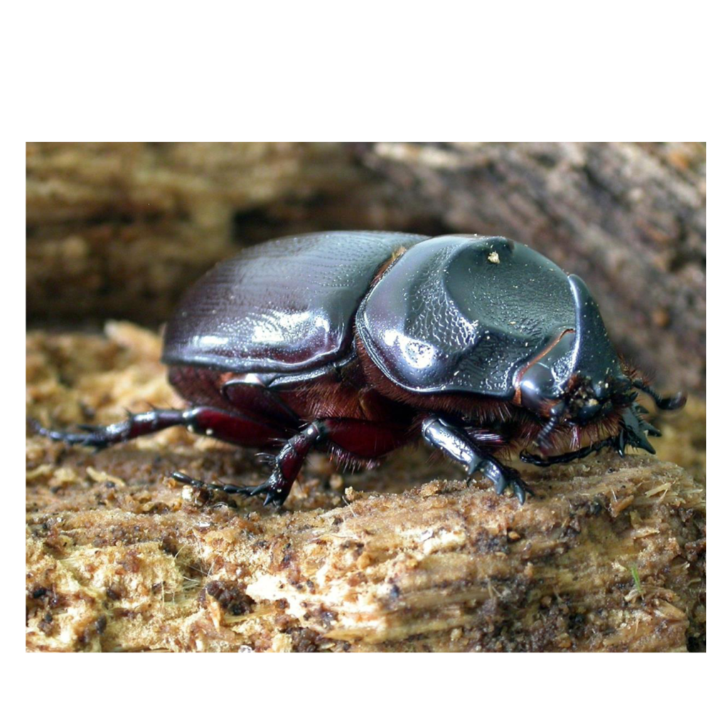 Artikel - Sulung Research Station