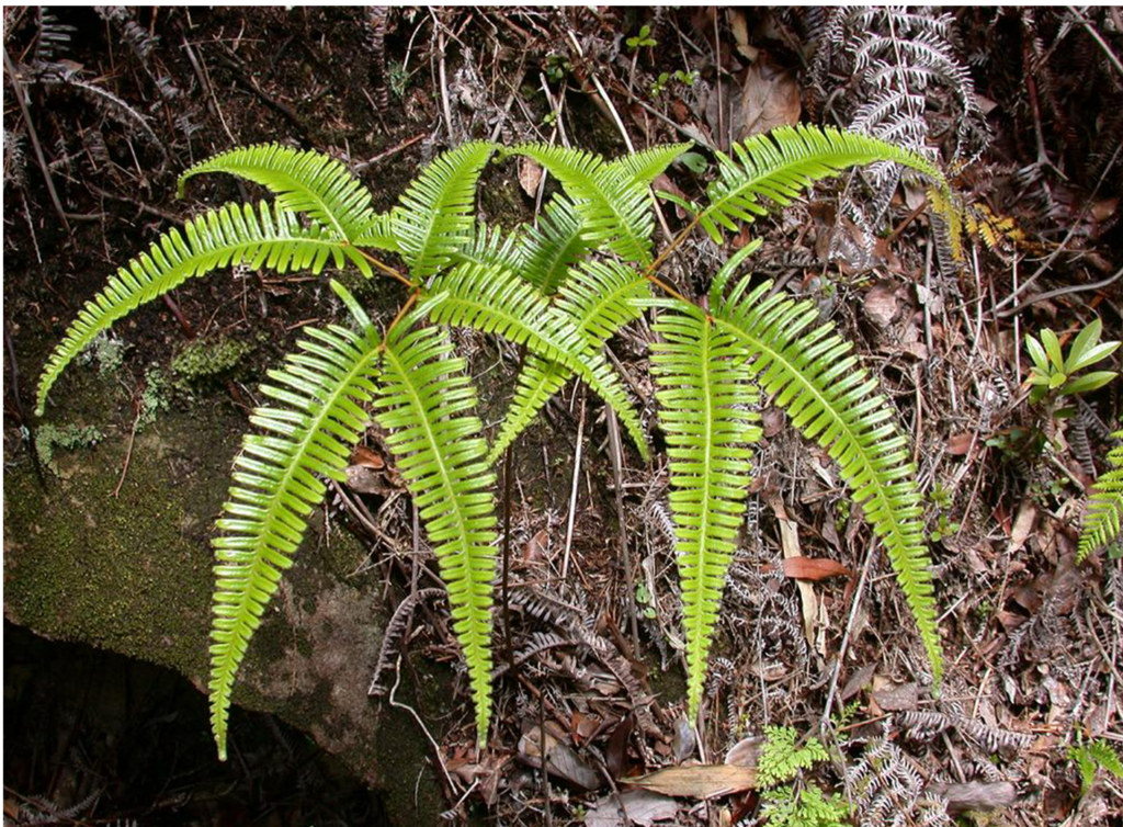 Pakis Kawat (Dicranopteris linearis): Salah Satu Gulma Utama di ...