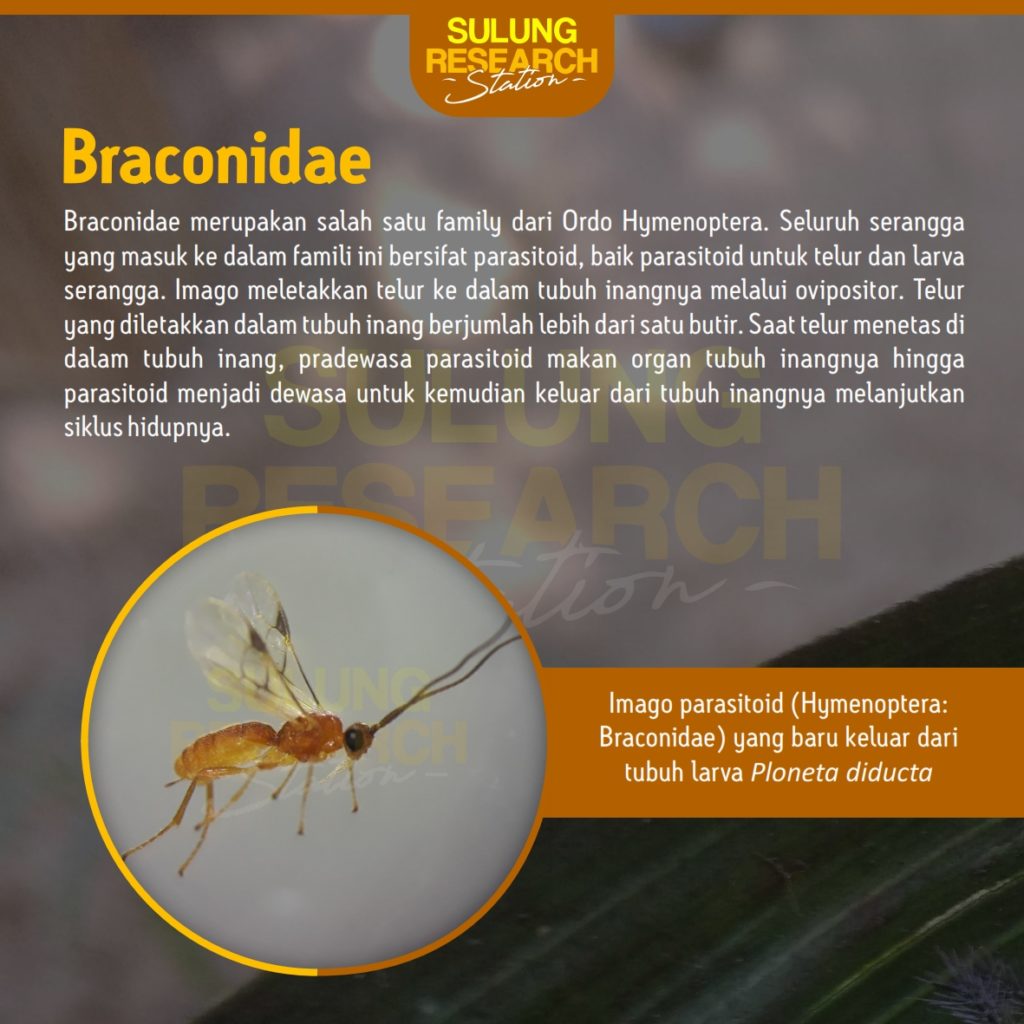 SERANGGA PARASITOID - Sulung Research Station