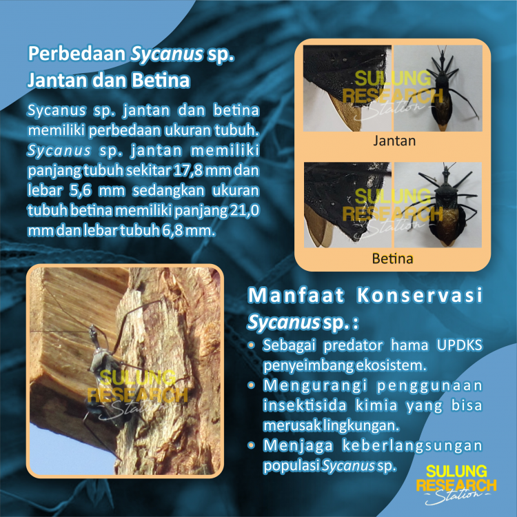 SYCANUS SP. PREDATOR UPDKS - Sulung Research Station