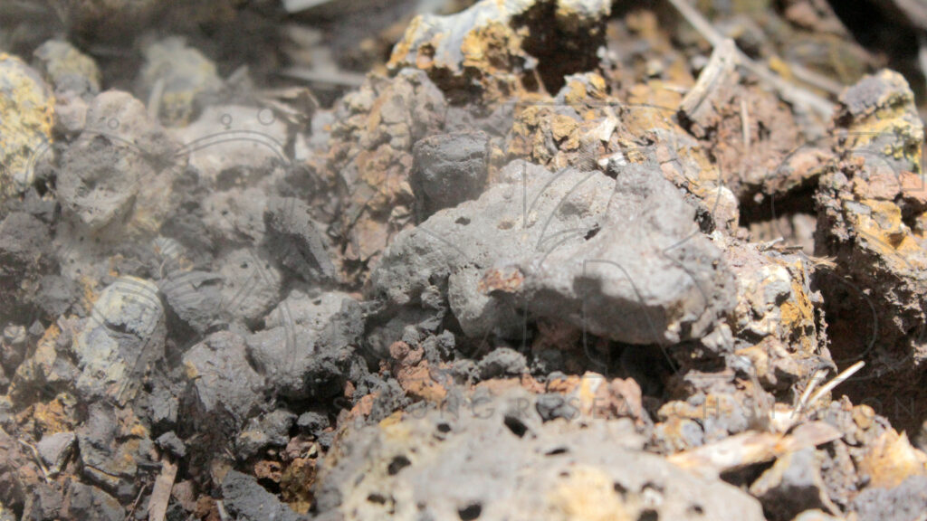 Pengelolaan Lahan di Areal Lahan Sulfat Masam - Sulung Research Station