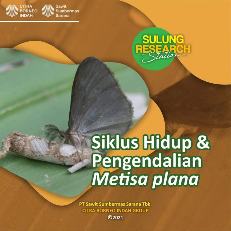 SIKLUS HIDUP & PENGENDALIAN METISA PLANA - Sulung Research Station