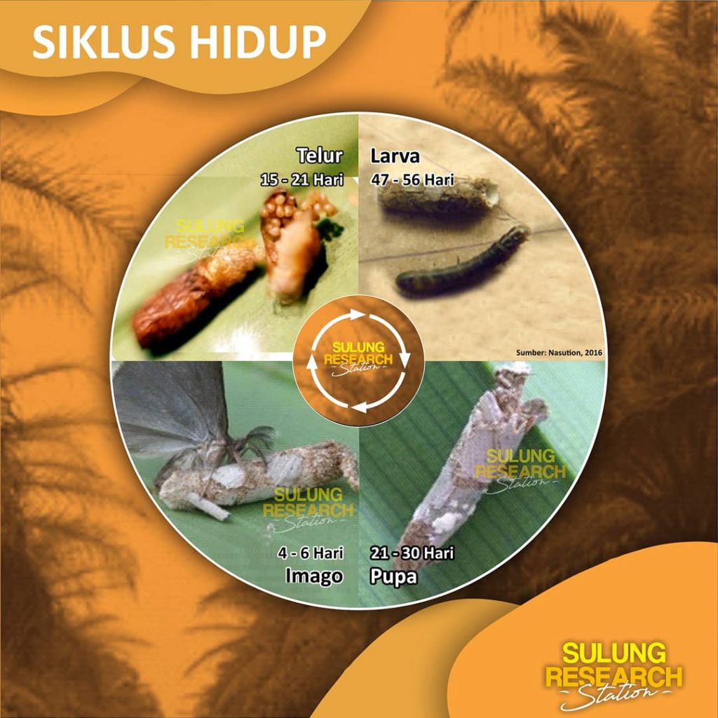 SIKLUS HIDUP & PENGENDALIAN METISA PLANA - Sulung Research Station