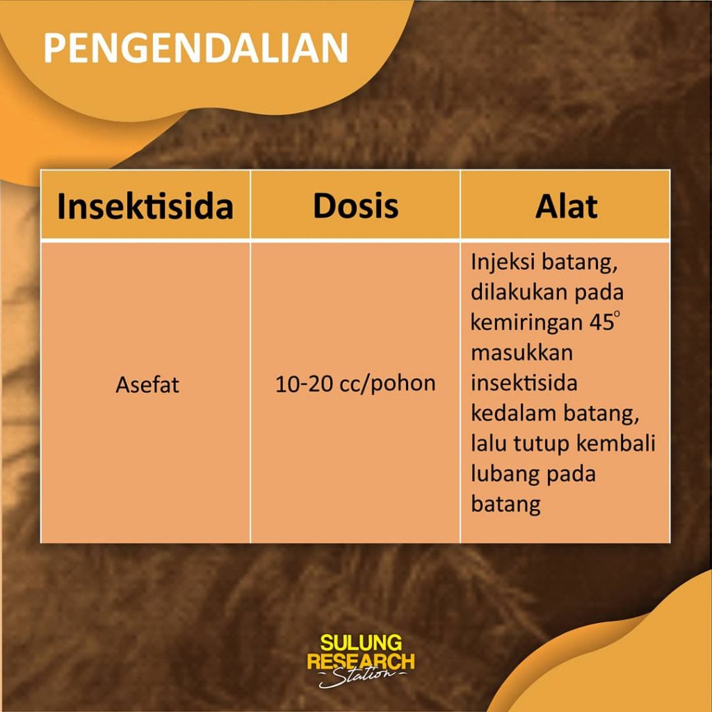 SIKLUS HIDUP & PENGENDALIAN METISA PLANA - Sulung Research Station