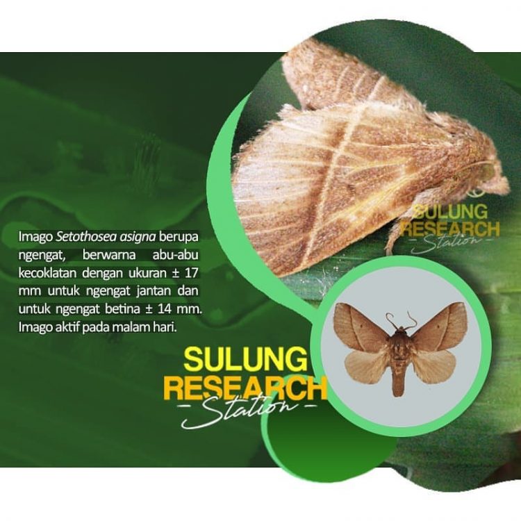 HAMA ULAT API (SETOTHOSEA ASIGNA) - Sulung Research Station