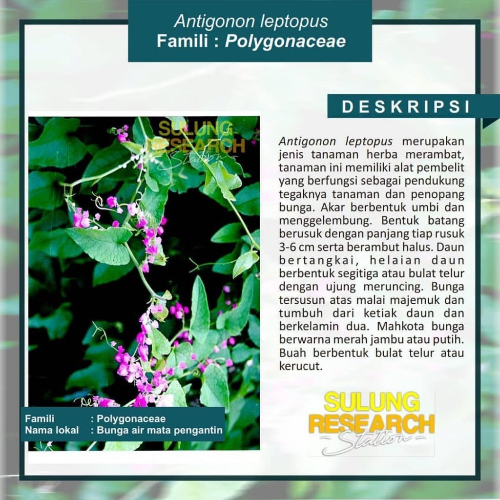 TANAMAN BERMANFAAT ANTIGONON LEPTOPUS - Sulung Research Station